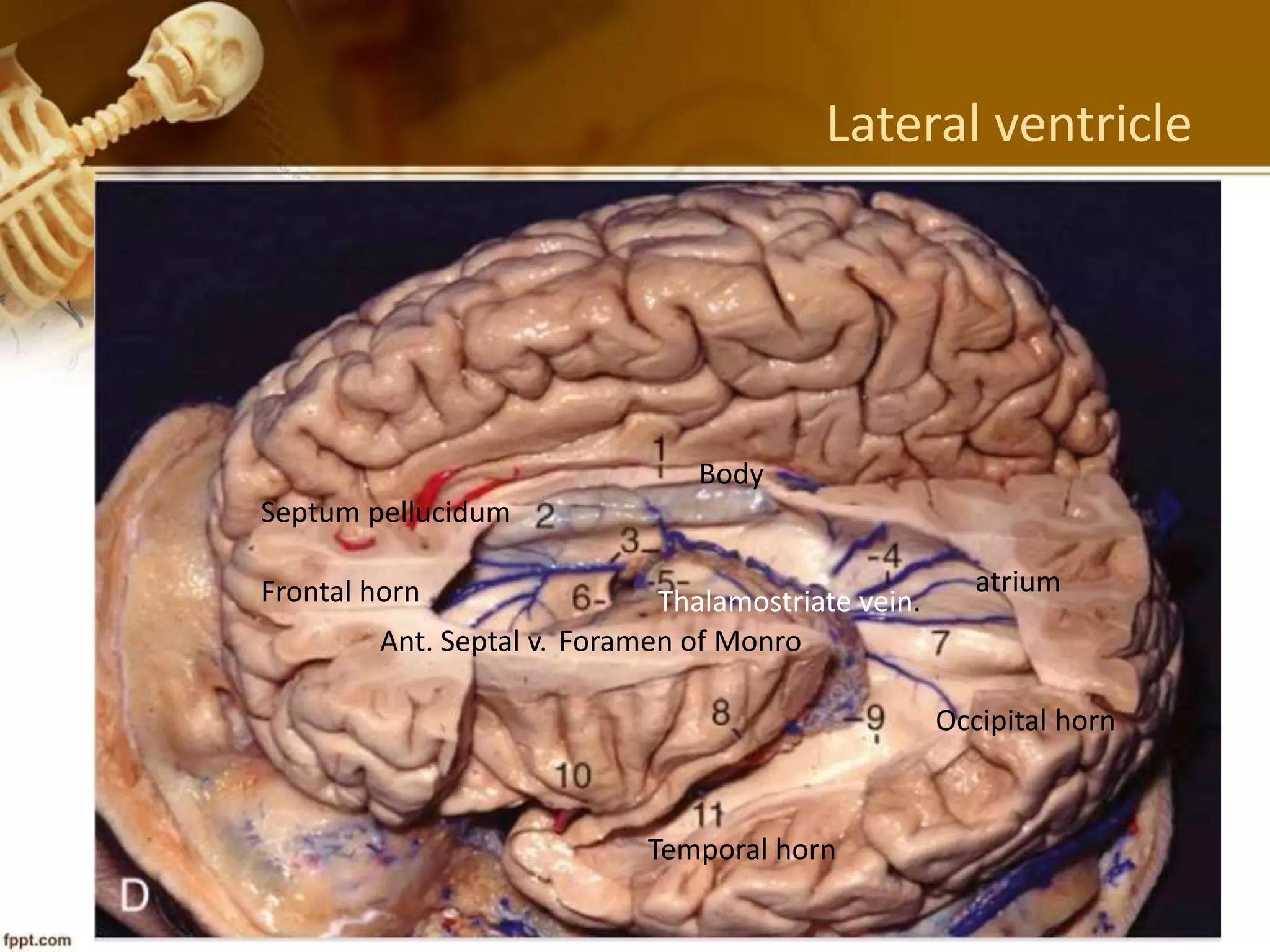 002 Surgical anatomy of the brain | PPTX