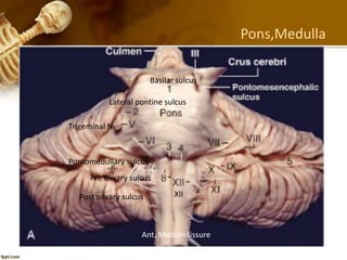 002 Surgical anatomy of the brain | PPTX