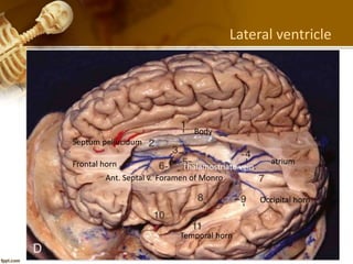002 Surgical anatomy of the brain | PPTX