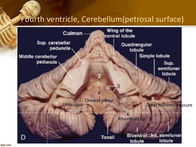 002 Surgical anatomy of the brain