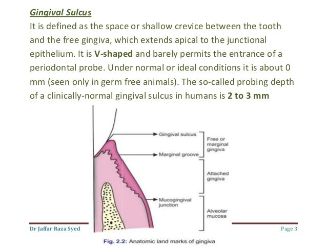 003.biology of periodontal tissues