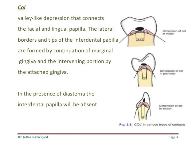 003.biology of periodontal tissues