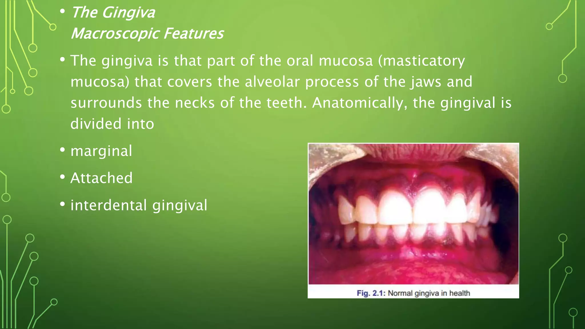 003.biology of periodontal tissues | PPT