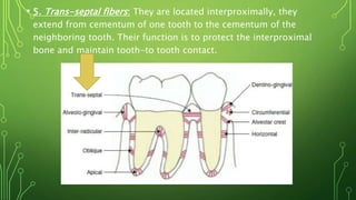 003.biology of periodontal tissues | PPT