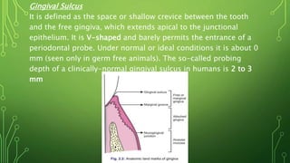 003.biology of periodontal tissues | PPT