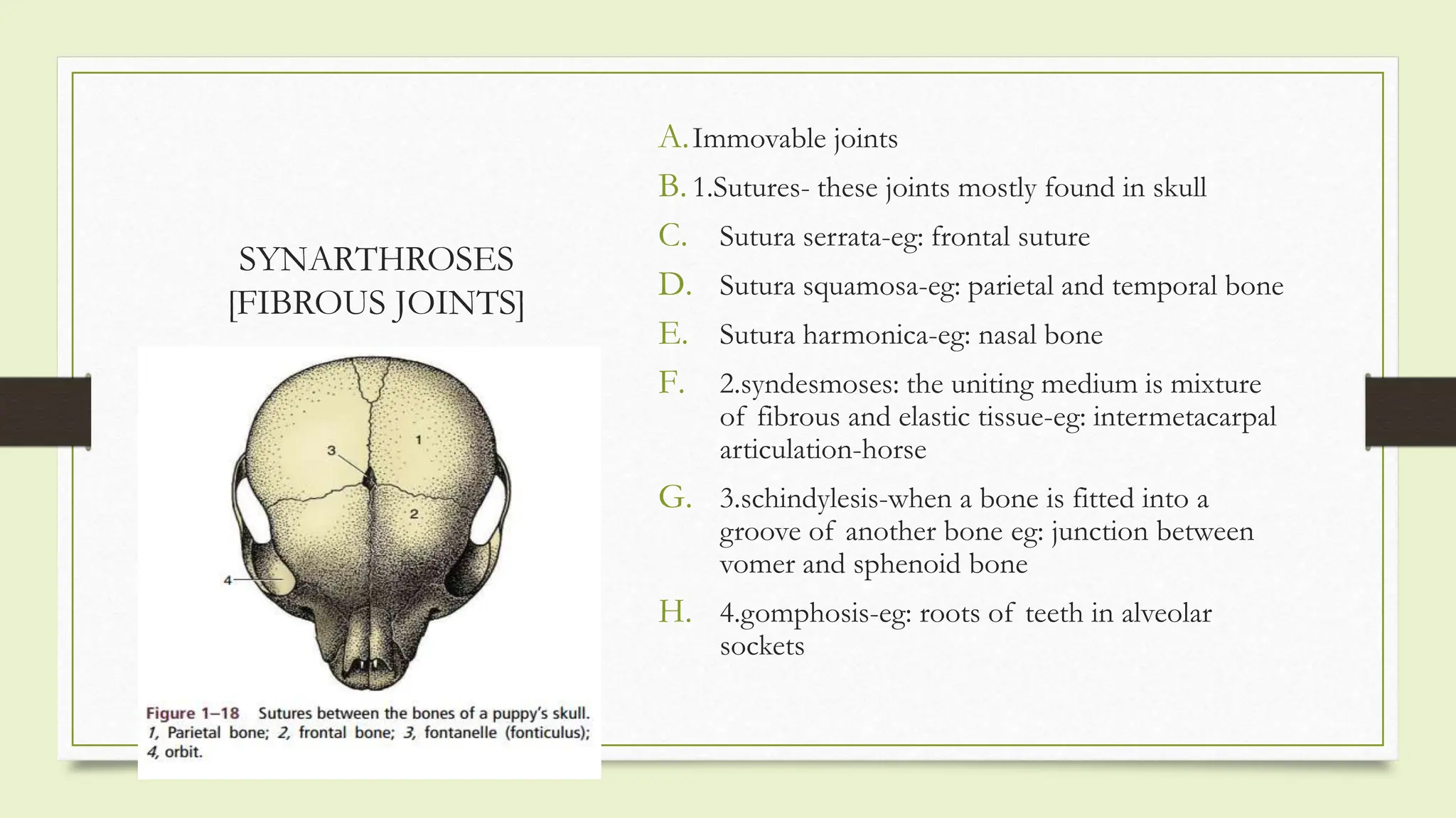Introduction to arthrology by ARLOD AJAY | PPTX