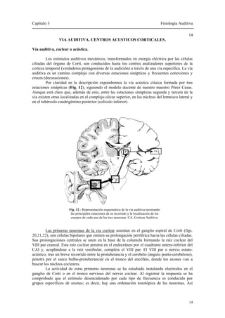 FISIOLOGÍA AUDITIVA.pdf. El vehículo para el conocimiento del mundo | PDF