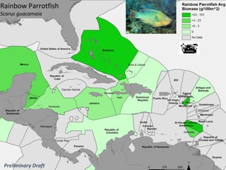 Rainbow Parrotfish Range
