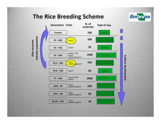 003 upland rice breeding in brazil, flavio breseghello | PDF ...