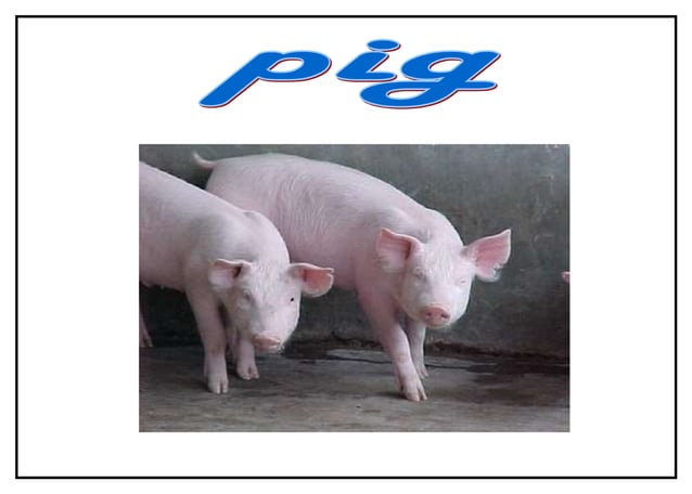 Animals vocabulary | PPT