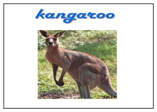 Animals vocabulary | PPT