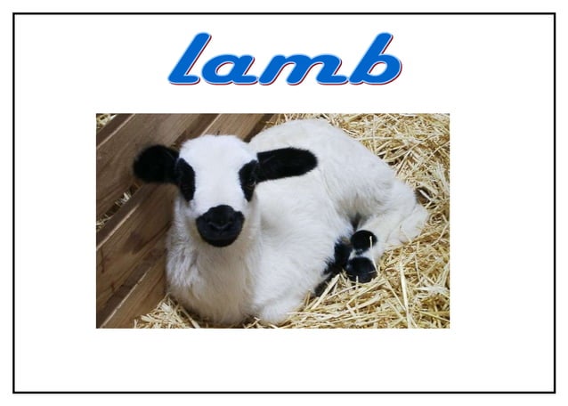 Animals vocabulary | PPT