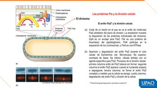 003b Crecimiento de las bacterias upao(1).pdf