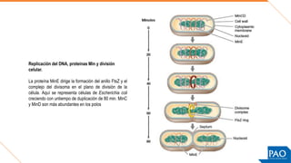 003b Crecimiento de las bacterias upao(1).pdf
