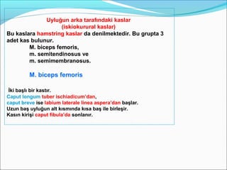 003 bülent özkurt artroplasti açisindan kalça anatomisi | PPT