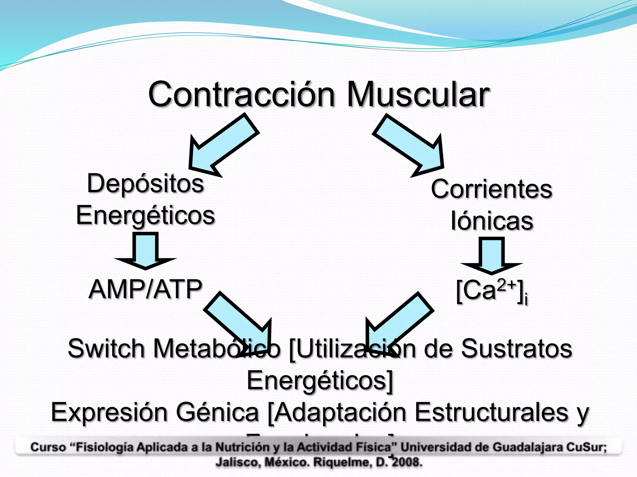 Contraccion Muscular Udla Pptx