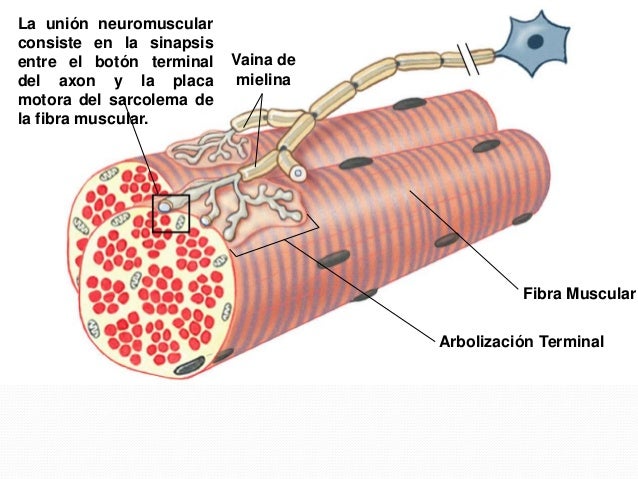 contraccion muscular udla