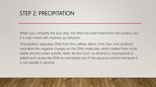 003 dna extraction | PPTX