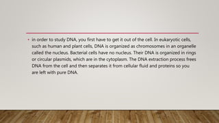 003 dna extraction | PPTX