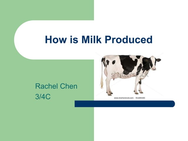 How Milk is Produced by Rachel | PPT