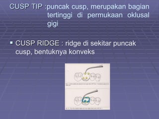 003 morfologi oklusi 2013 | PPT