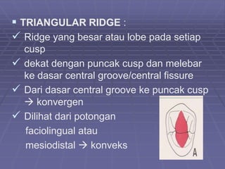 003 morfologi oklusi 2013 | PPT