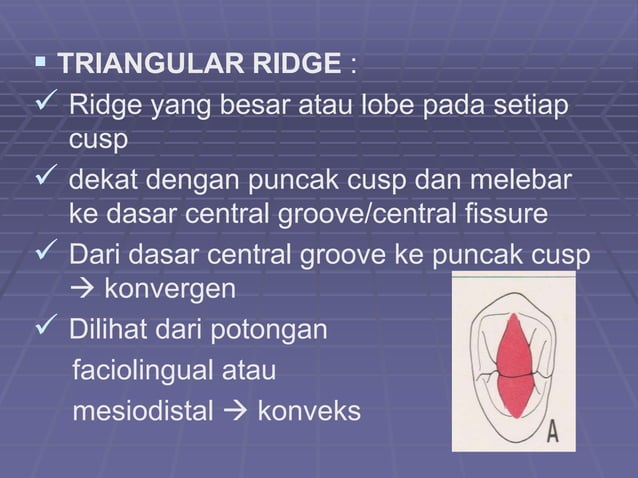 003 morfologi oklusi 2013 | PPT