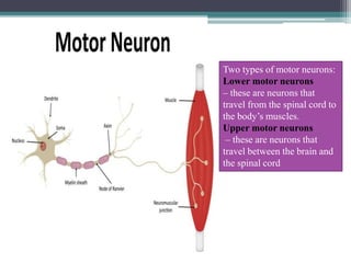 003 Motor Neuron Disease.pptx