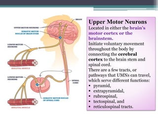 003 Motor Neuron Disease.pptx