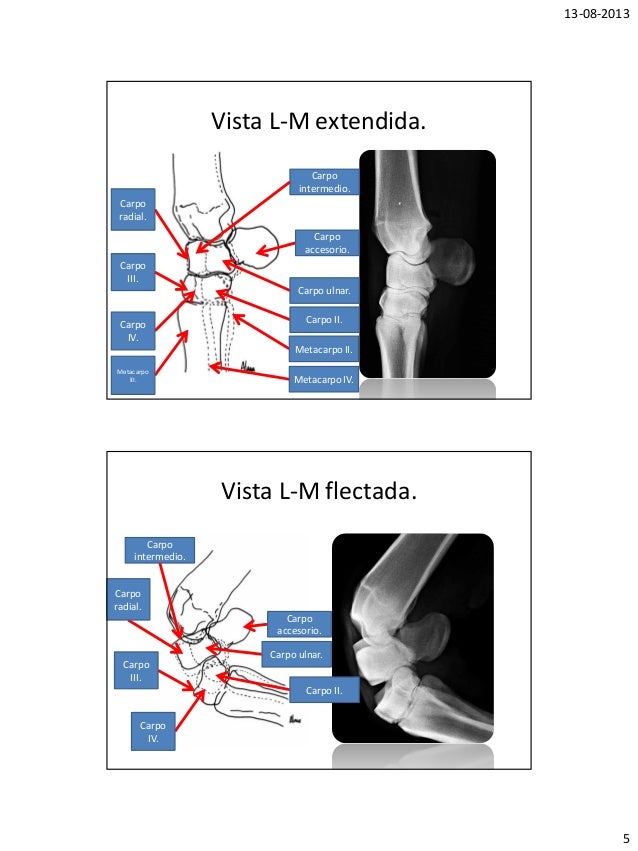 003 radiologia normal equino.