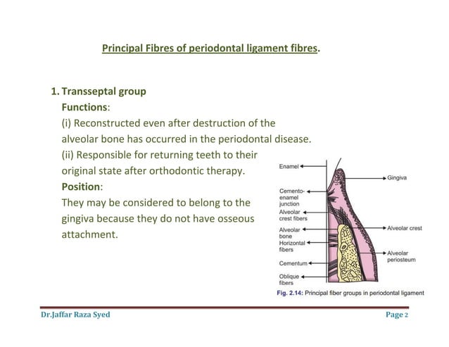 004.periodontal ligament | PDF | Dental Health | Diseases and Conditions