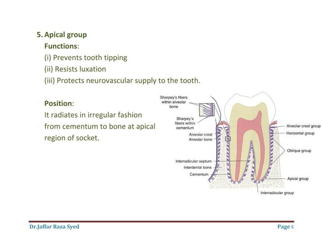 004.periodontal ligament | PDF | Dental Health | Diseases and Conditions