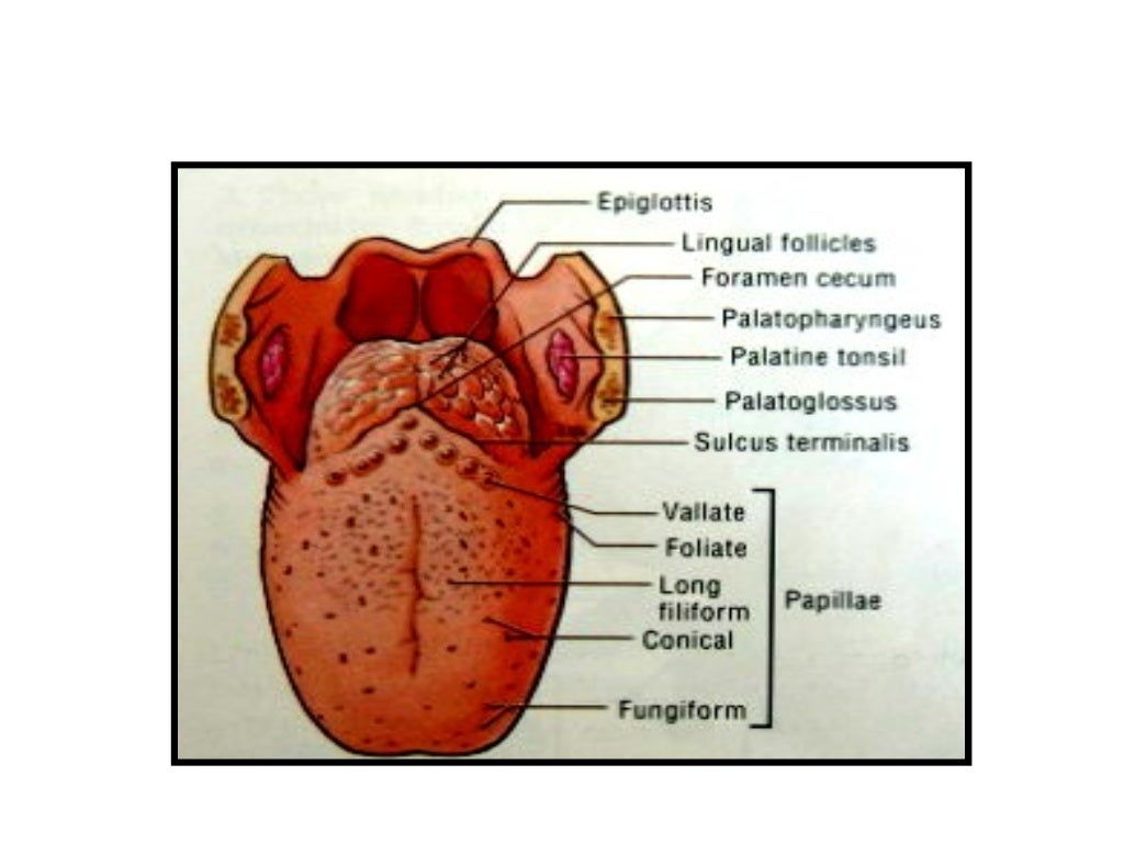 DISEASES OF TONGUE - Types, Causes, and Diagnosis