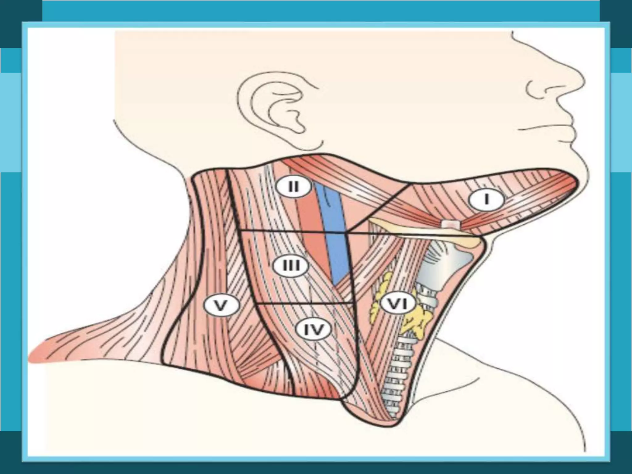 Surgical anatomy and approaches to neck | PPTX
