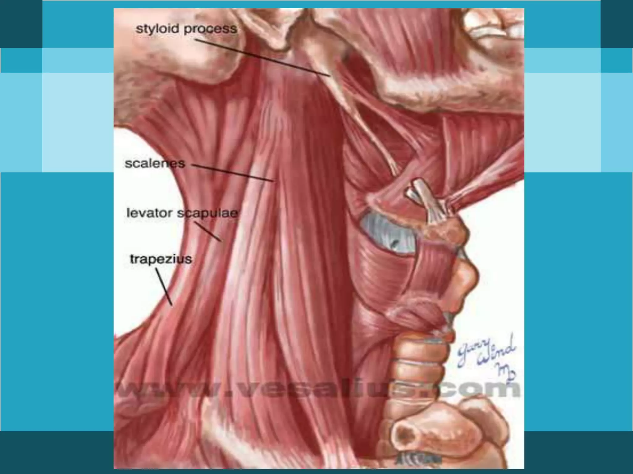 Surgical anatomy and approaches to neck | PPTX