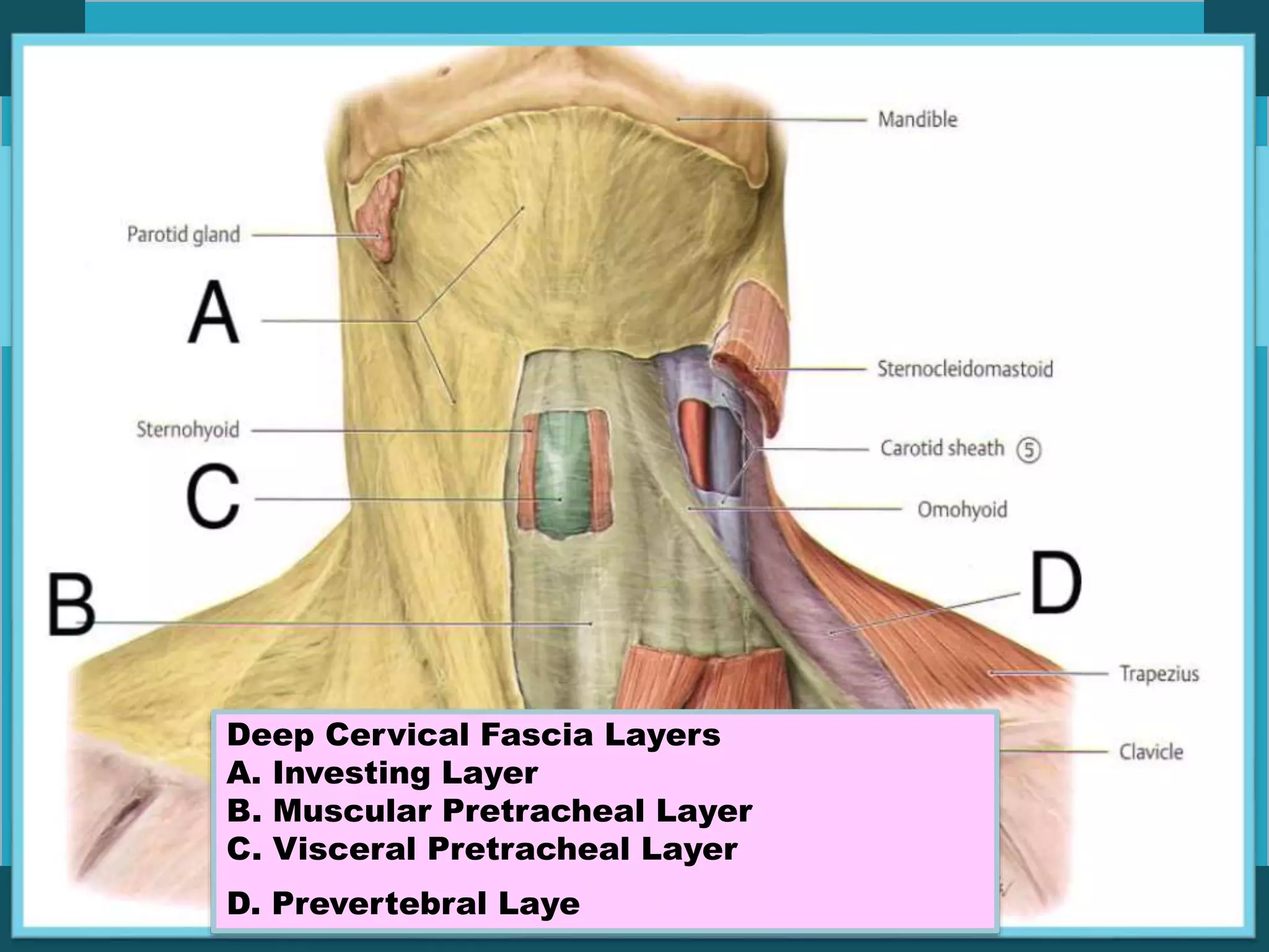 Surgical anatomy and approaches to neck | PPTX