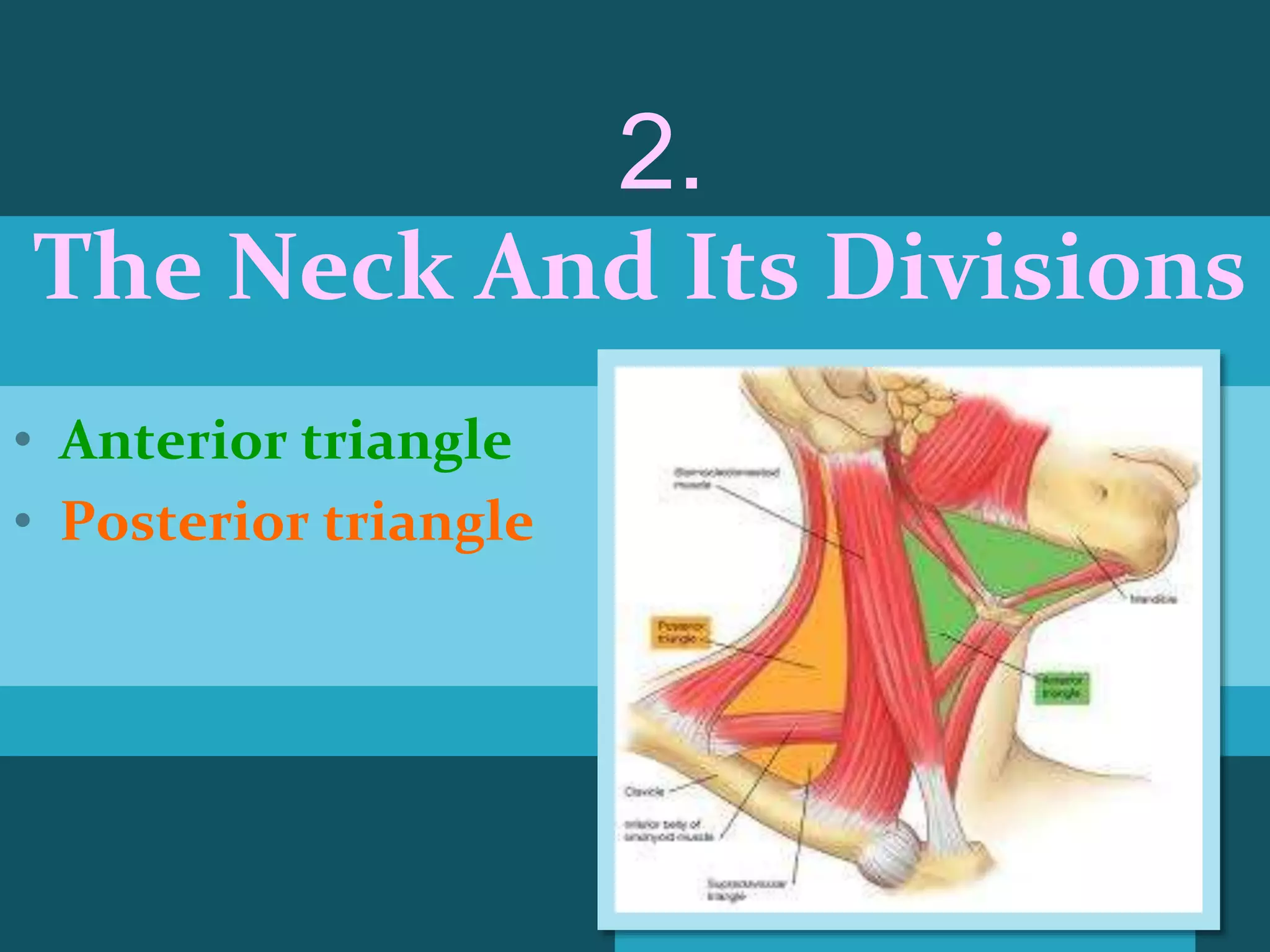 Surgical anatomy and approaches to neck | PPTX