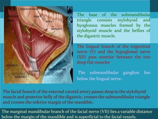 Surgical anatomy and approaches to neck | PPTX