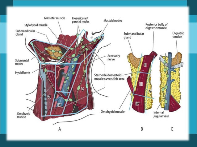 Surgical anatomy and approaches to neck | PPTX