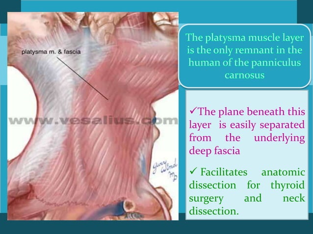 Surgical anatomy and approaches to neck | PPTX
