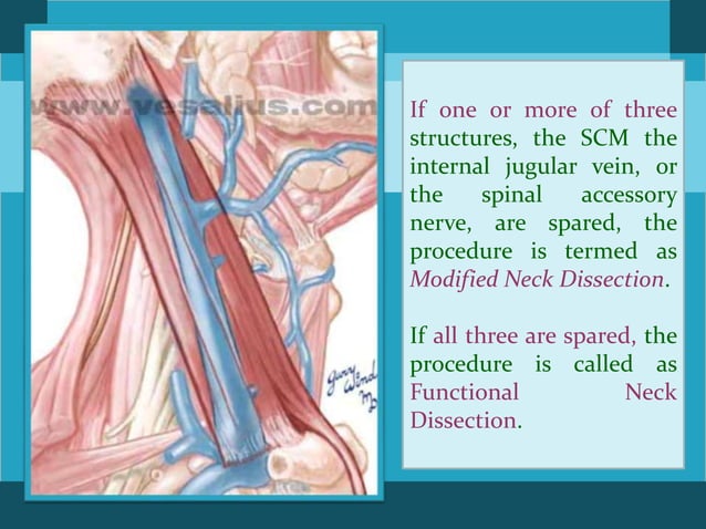 Surgical anatomy and approaches to neck | PPTX