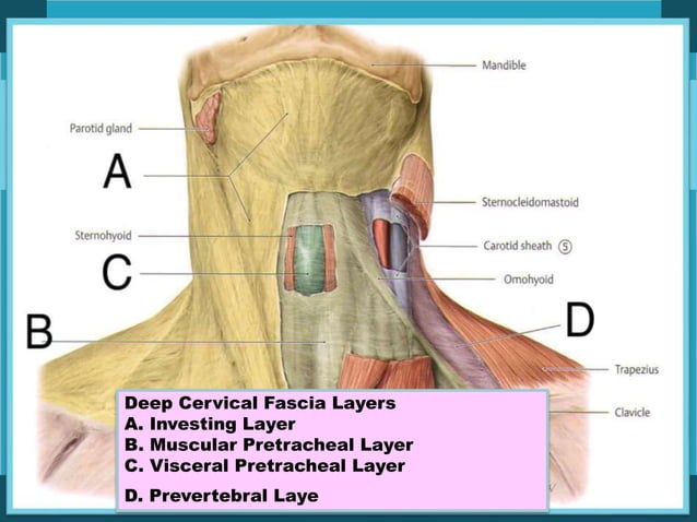 Surgical anatomy and approaches to neck | PPTX