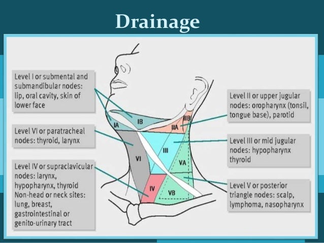 Surgical anatomy and approaches to neck