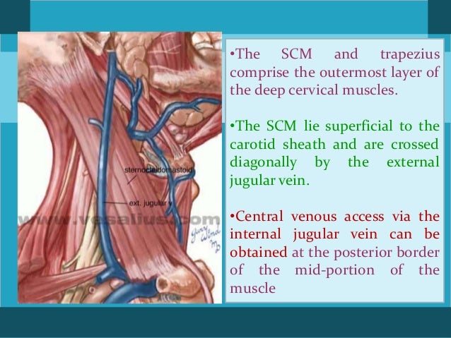 Surgical anatomy and approaches to neck