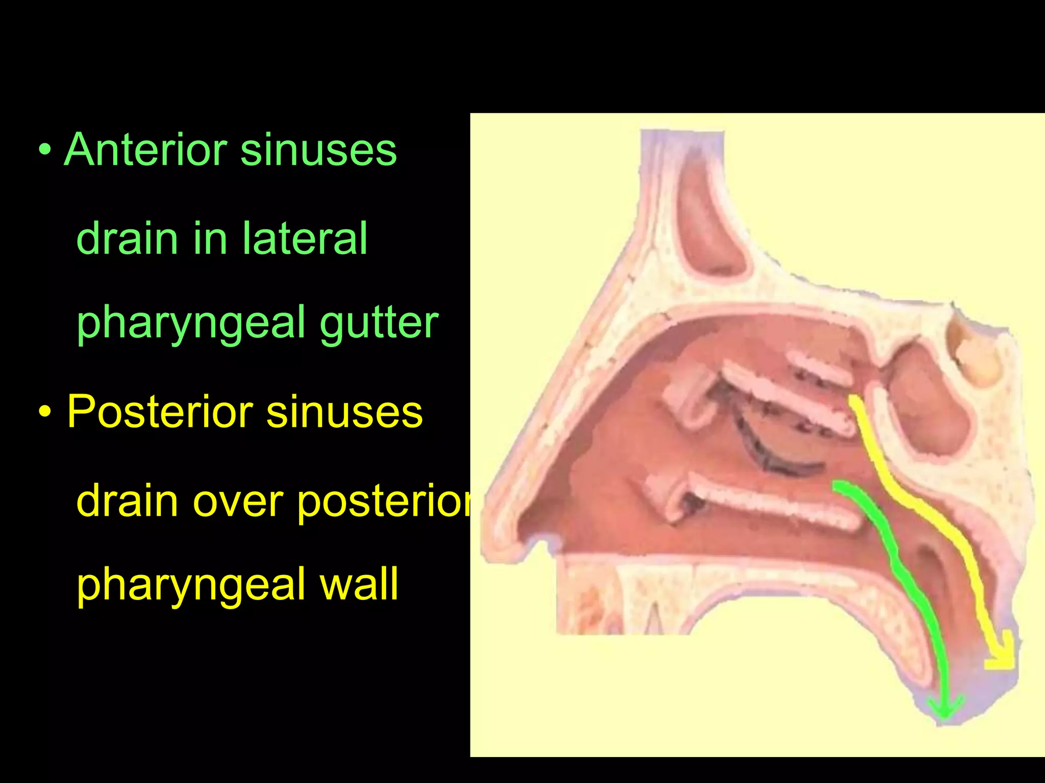 004 4 slides ANATOMY AND PHYSIOLOGY OF PARANASAL SINUSES.pptx