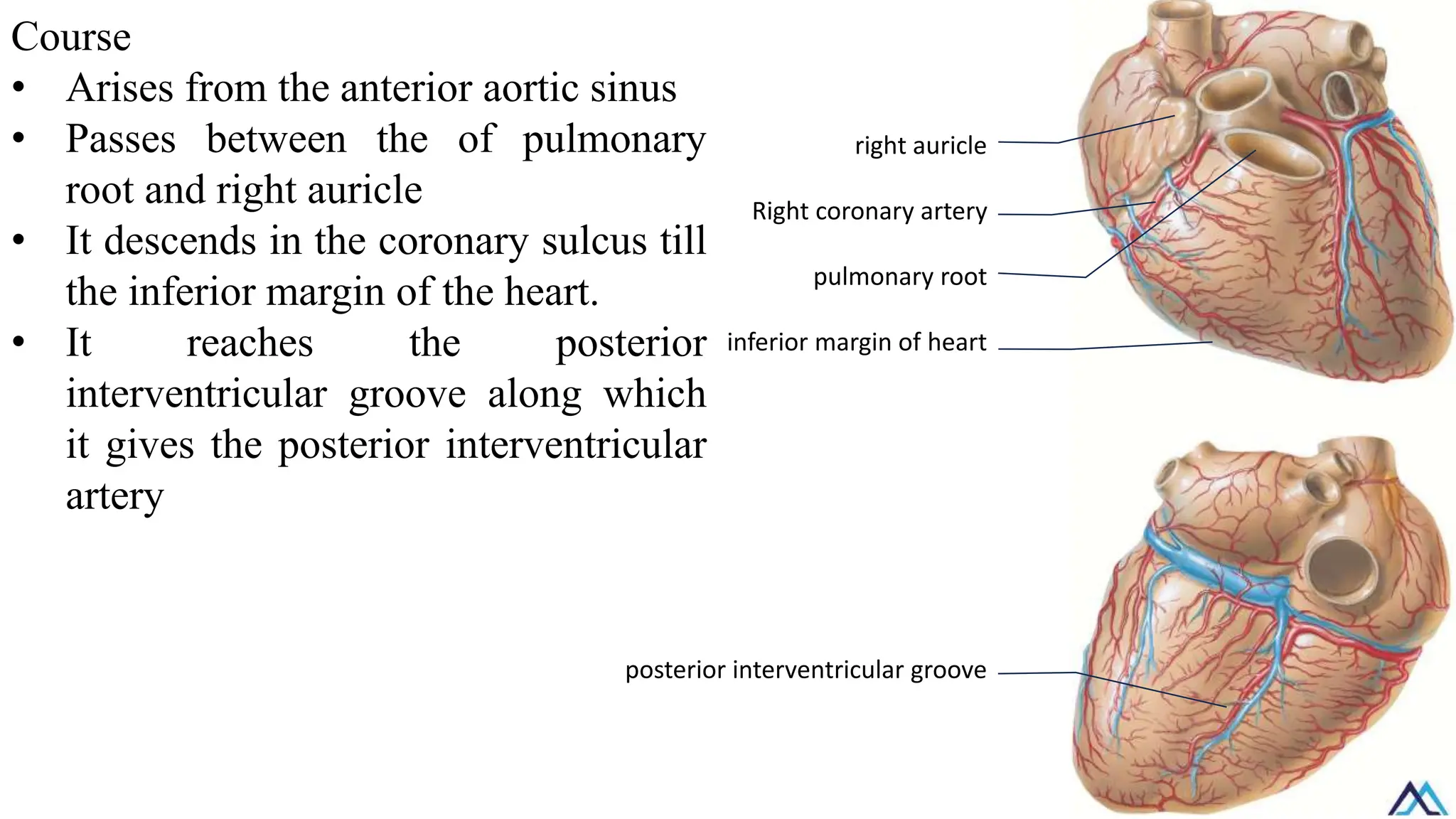 Coronary circulation and venous drainage heart.pdf