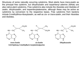 004 Cytokinins.ppt