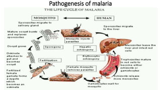 004 Malaria pathology pathophysiology medicine | PPTX
