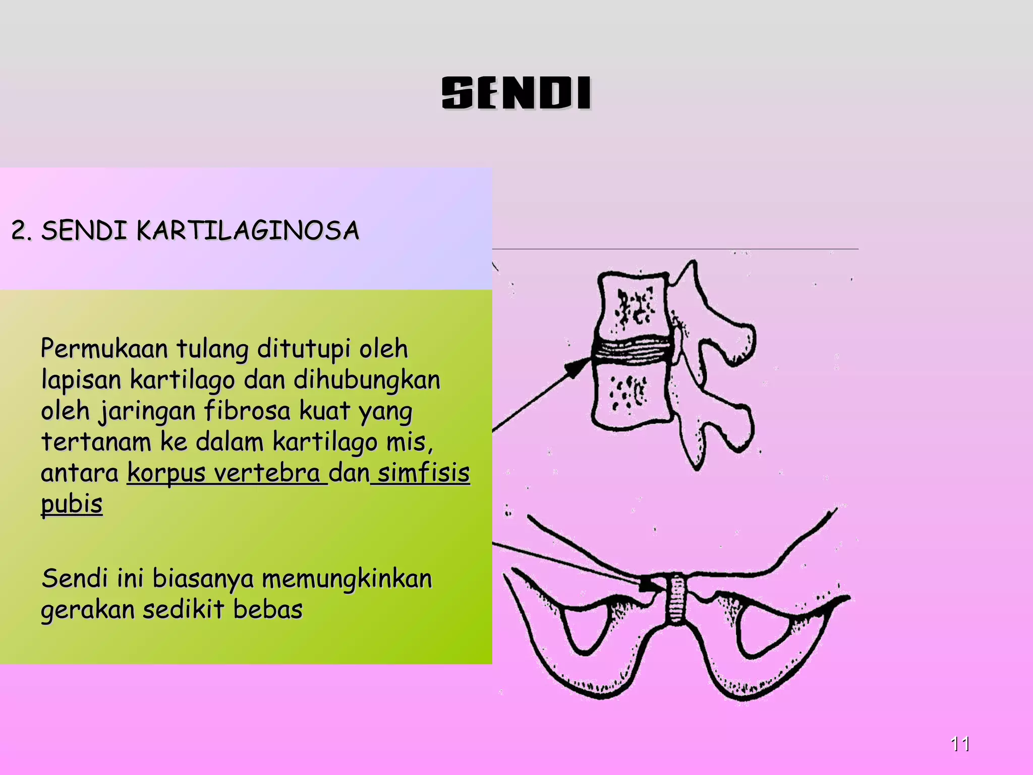 Musculosceletal System in Anatomy/ Sistem Otot dan Tulang ...