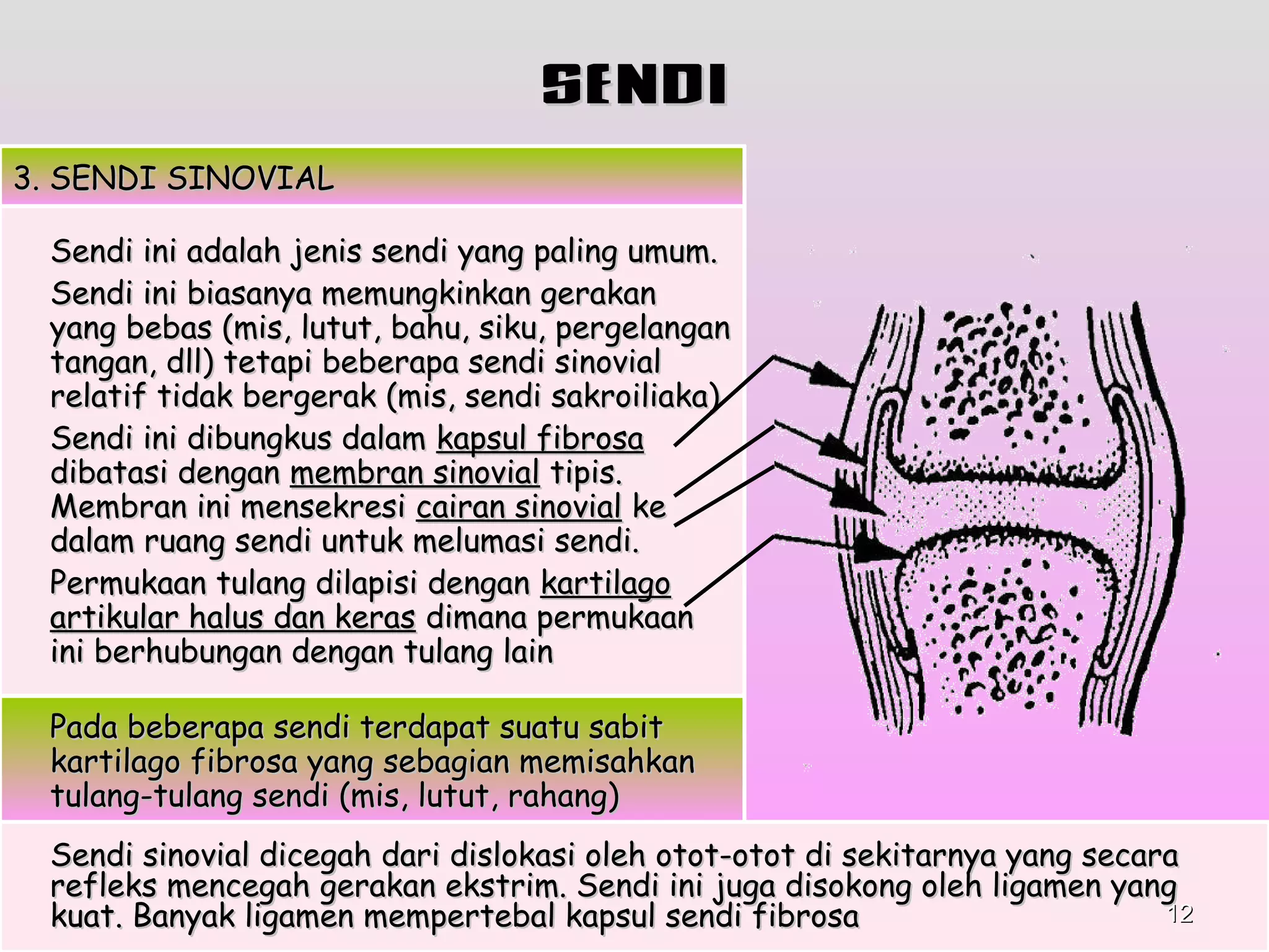 Musculosceletal System in Anatomy/ Sistem Otot dan Tulang ...